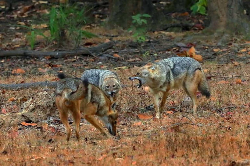 Pench National Park: Skip the Line Access to Jungle Safari - Experience Highlights and What to Expect
