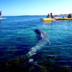 Penguin and Seal Islands Sea Kayaking Experience - An In-Depth Look at the Experience