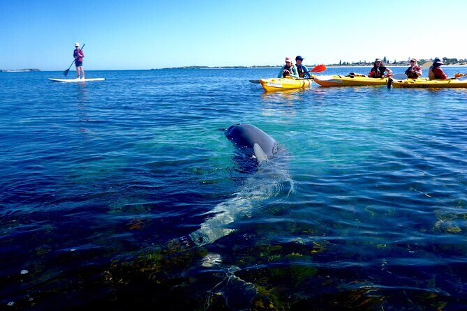 Penguin and Seal Islands Sea Kayaking Experience - An In-Depth Look at the Experience
