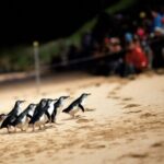 Penguin Parade, & Wildlife Encounters Eco Tour from Melbourne - An In-depth Look at the Tour Experience