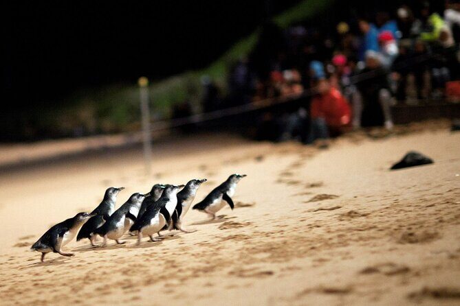 Penguin Parade, & Wildlife Encounters Eco Tour from Melbourne - An In-depth Look at the Tour Experience