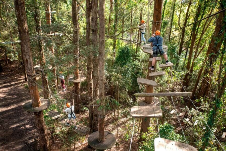 Pennant Hills: Tree Ropes Course Session - Authentic Insights from Visitors