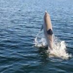 Pensacola Beach Sunset Dolphin Tour private up to 6 ppl - Key Points