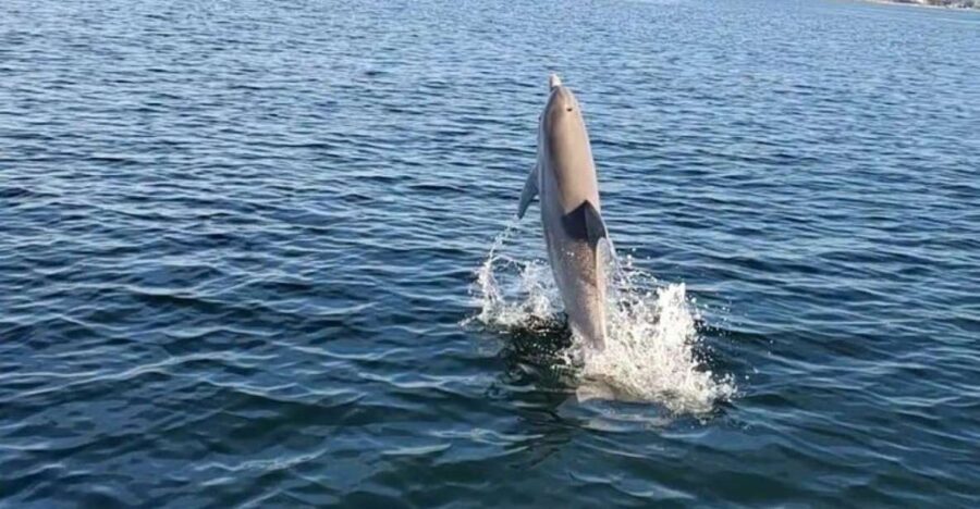 Pensacola Beach Sunset Dolphin Tour private up to 6 ppl - Key Points