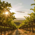 Penticton: Naramata Bench Full Day Guided Wine Tour - Itinerary Breakdown: What to Expect