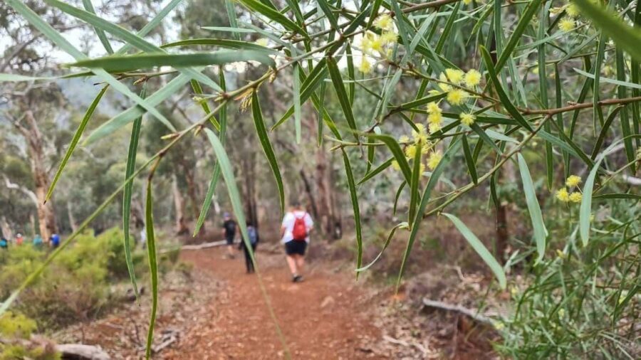Perth: Waterfalls, Wildflowers & Wandoo Hiking Experience - What You Can Expect from the Tour