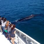 Perth: Whale Watching Cruise from Hillarys Boat Harbour - Why This Tour Is a Good Value