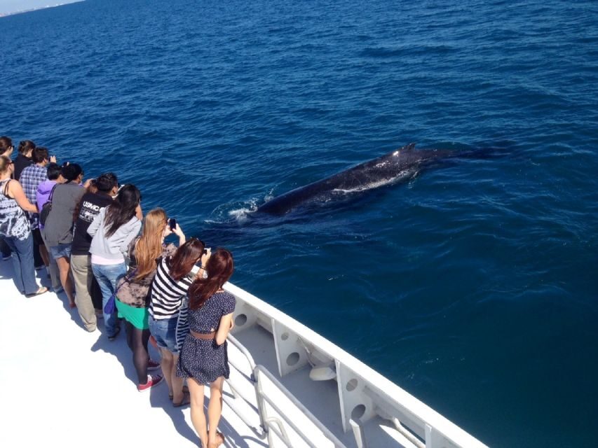 Perth: Whale Watching Cruise from Hillarys Boat Harbour - Why This Tour Is a Good Value
