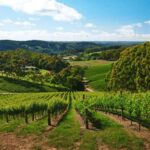 Petaluma: Effervescence - A Sparkling Experience - Who Will Love This Tour?