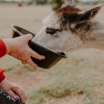 Peterborough: Alpaca Meet and Greet Experience - Detailed itinerary breakdown