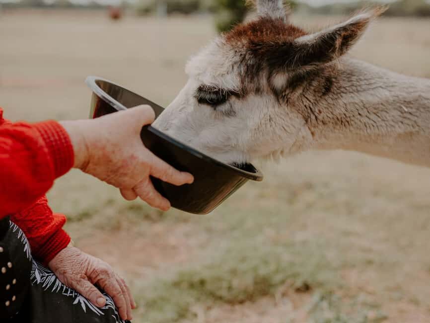 Peterborough: Alpaca Meet and Greet Experience - Detailed itinerary breakdown