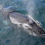 Philip Island: Dolphin and Whale Cruise - Insights from Travelers