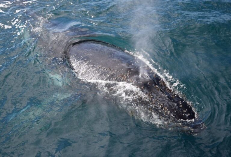 Philip Island: Dolphin and Whale Cruise - Insights from Travelers