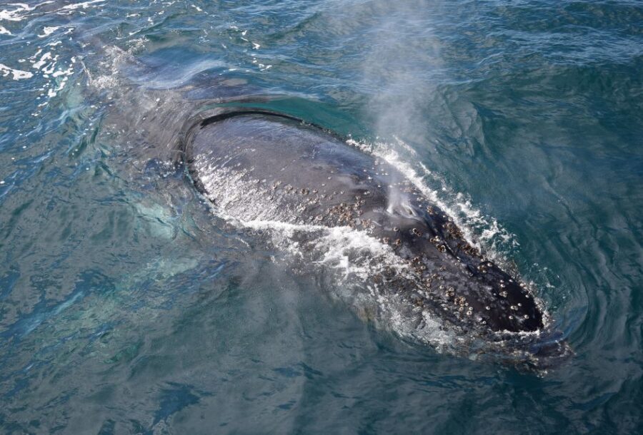 Philip Island: Dolphin and Whale Cruise - Insights from Travelers