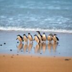Philip Island express tour: penguin prd & wallaby spotting - Wildlife Spotting at Phillip Island