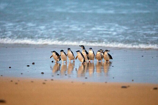 Philip Island express tour: penguin prd & wallaby spotting - Wildlife Spotting at Phillip Island