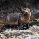 Philip Island: Seal Watching Cruise - Why This Tour Works Well