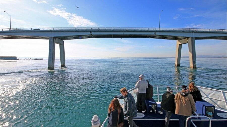Phillip Island: 1-Hour Cape Woolamai Scenic Cruise - The Practical Side: Logistics, Cost, and Suitable Travelers