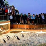 Phillip Island Medium Size Group Tour - Detailed Breakdown of the Itinerary