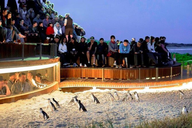 Phillip Island Medium Size Group Tour - Detailed Breakdown of the Itinerary