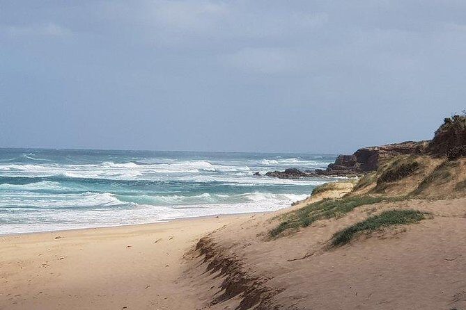 Phillip Island Penguin and wildlife Tour - Who Would Love This Tour?