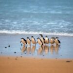 Phillip Island: Penguin Parade and Multi Attraction Pass - What Travelers Say