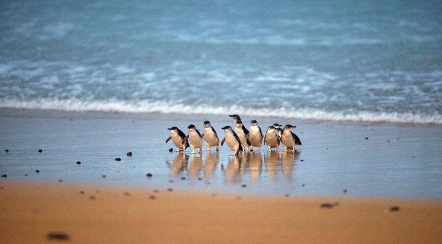 Phillip Island: Penguin Parade and Multi Attraction Pass - What Travelers Say