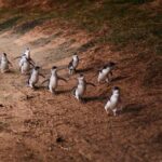 Phillip Island Penguin Parade Day Tour from Melbourne - Summary: Is This Tour Right for You?