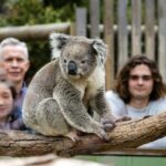 Phillip Island Penguin Parade, Wildlife and Beach Boxes Bus Tour - A Detailed Look at the Tour