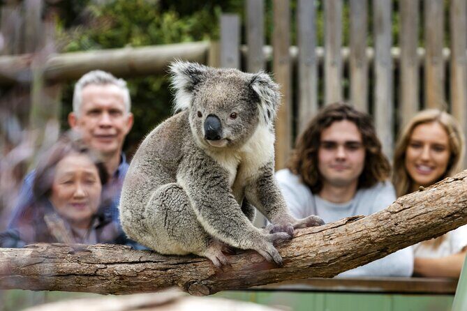 Phillip Island Penguin Parade, Wildlife and Beach Boxes Bus Tour - A Detailed Look at the Tour