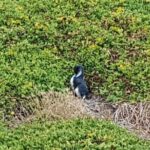 Phillip Island Private Experience - A Balance Between Guided Knowledge and Personal Freedom