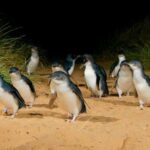 Phillip Island: Private Guided Tour with Penguin Parade - The Practical Side: Transport, Timing, and Comfort