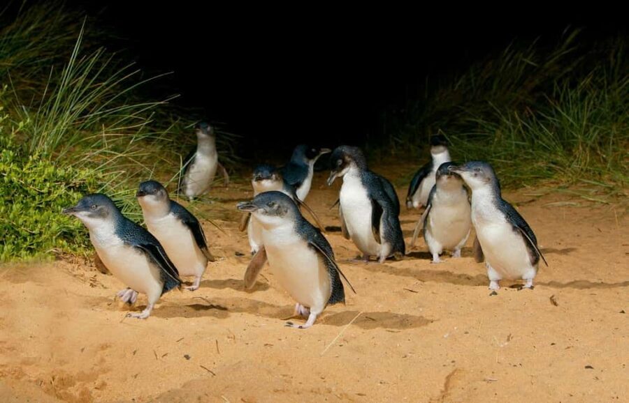 Phillip Island: Private Guided Tour with Penguin Parade - The Practical Side: Transport, Timing, and Comfort