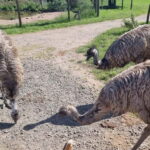 Phillip Island: Private Tour with Penguin Parade - Key Points