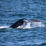 Phillip Island: Whale Watching Boat Tour - The Itinerary Breakdown