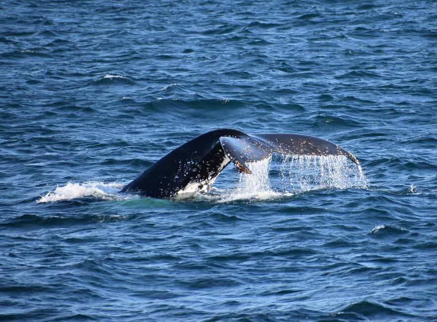 Phillip Island: Whale Watching Boat Tour - The Itinerary Breakdown