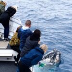 Phillip Island Whale Watching Tour - Final Thoughts: Is It Worth It?