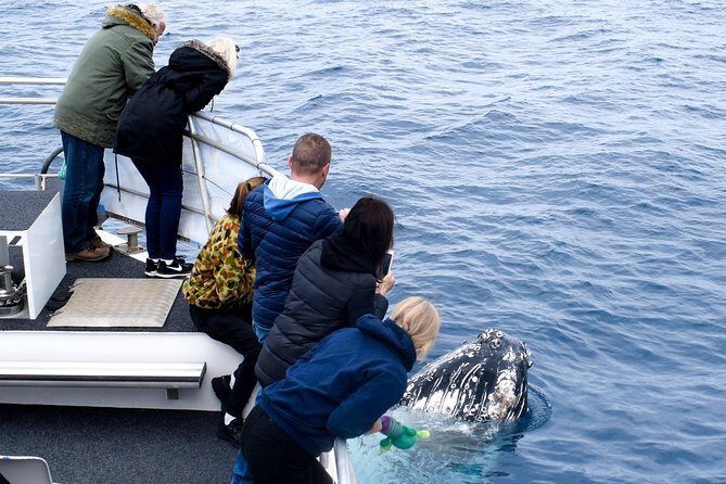 Phillip Island Whale Watching Tour - Final Thoughts: Is It Worth It?