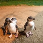 Phillip Island Wildlife Cruise and Penguin Tour from Melbourne - Authentic Feedback from Travelers