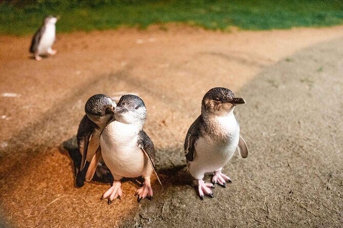 Phillip Island Wildlife Cruise and Penguin Tour from Melbourne - Authentic Feedback from Travelers
