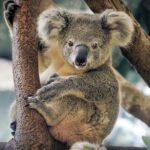 Phillip Island Wildlife Tour: Koalas, Penguins & Coastal Views - Real-World Insights: What Others Say