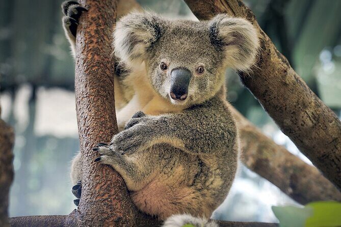 Phillip Island Wildlife Tour: Koalas, Penguins & Coastal Views - Real-World Insights: What Others Say