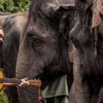 Phnom Kulen Park: Tour with Elephant Forest from Siem Reap - Why Travelers Love this Tour