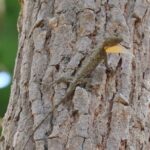 Phnom Penh & Kirirom National Park Birds Tour - The Guides: Knowledgeable and Passionate