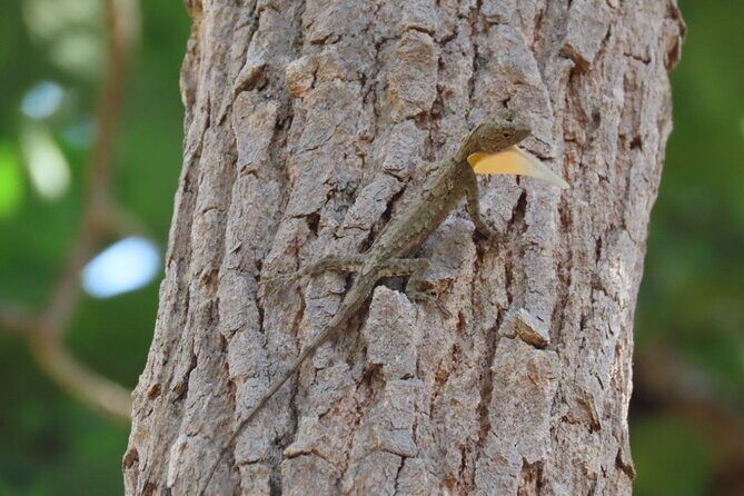 Phnom Penh & Kirirom National Park Birds Tour - The Guides: Knowledgeable and Passionate