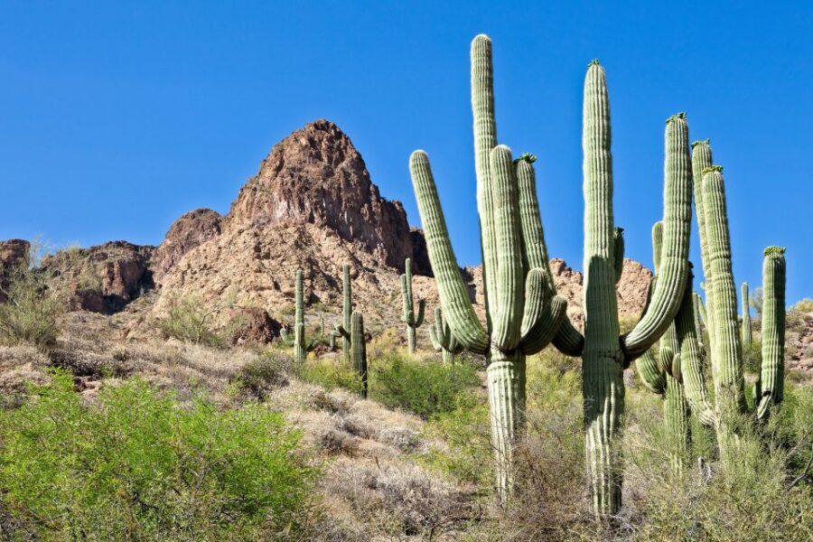 Phoenix/Scottsdale: Apache Trail Tour & Canyon Lake Cruise - The Highlight: Canyon Lake and Its Scenic Cruise