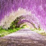 Photogenic Kawachi Wisterias Garden Day Bus Tour from Fukuoka - FAQ