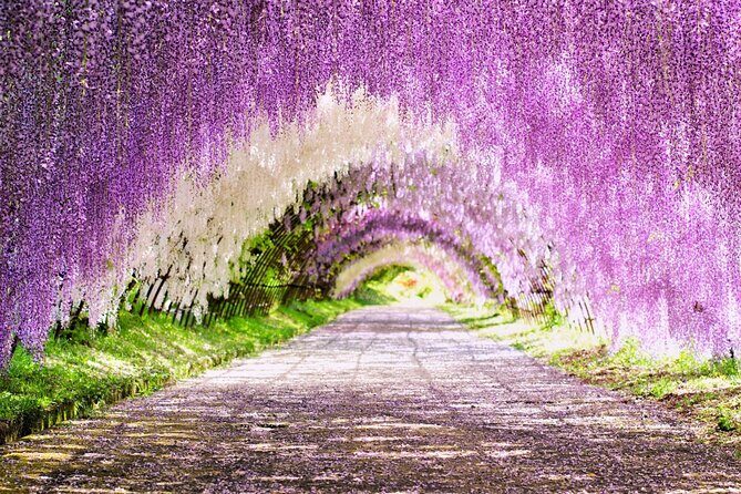 Photogenic Kawachi Wisterias Garden Day Bus Tour from Fukuoka - FAQ
