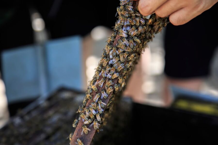 Phu Quoc Land 1: Southern Tour & Sao Beach - What’s Included & What’s Not