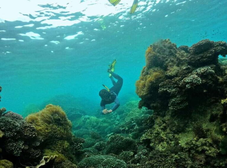 Phu Quoc Small-group Snorkeling to the Coral Jungle Reef - Who Should Consider This Tour?